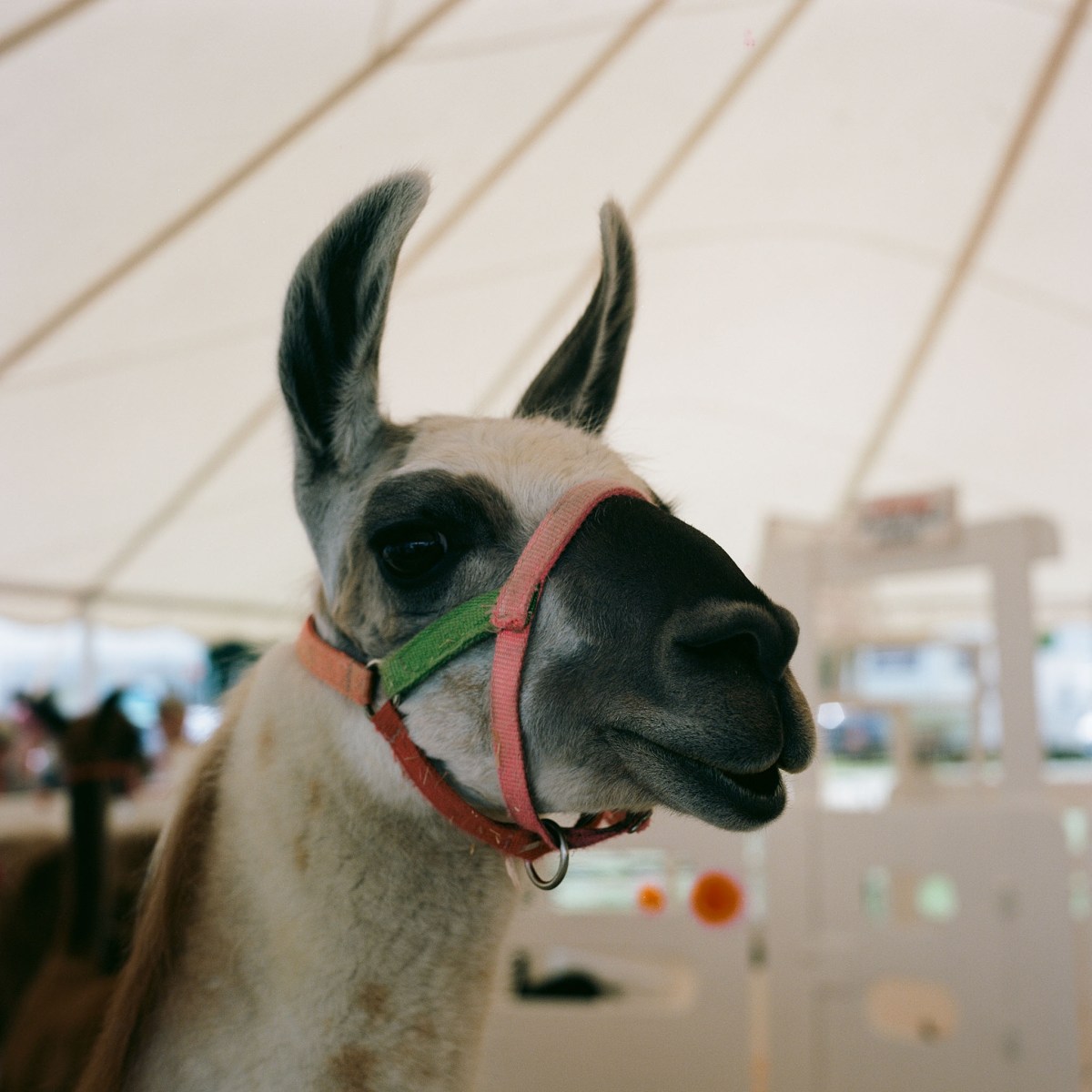 Lama – eabcreative